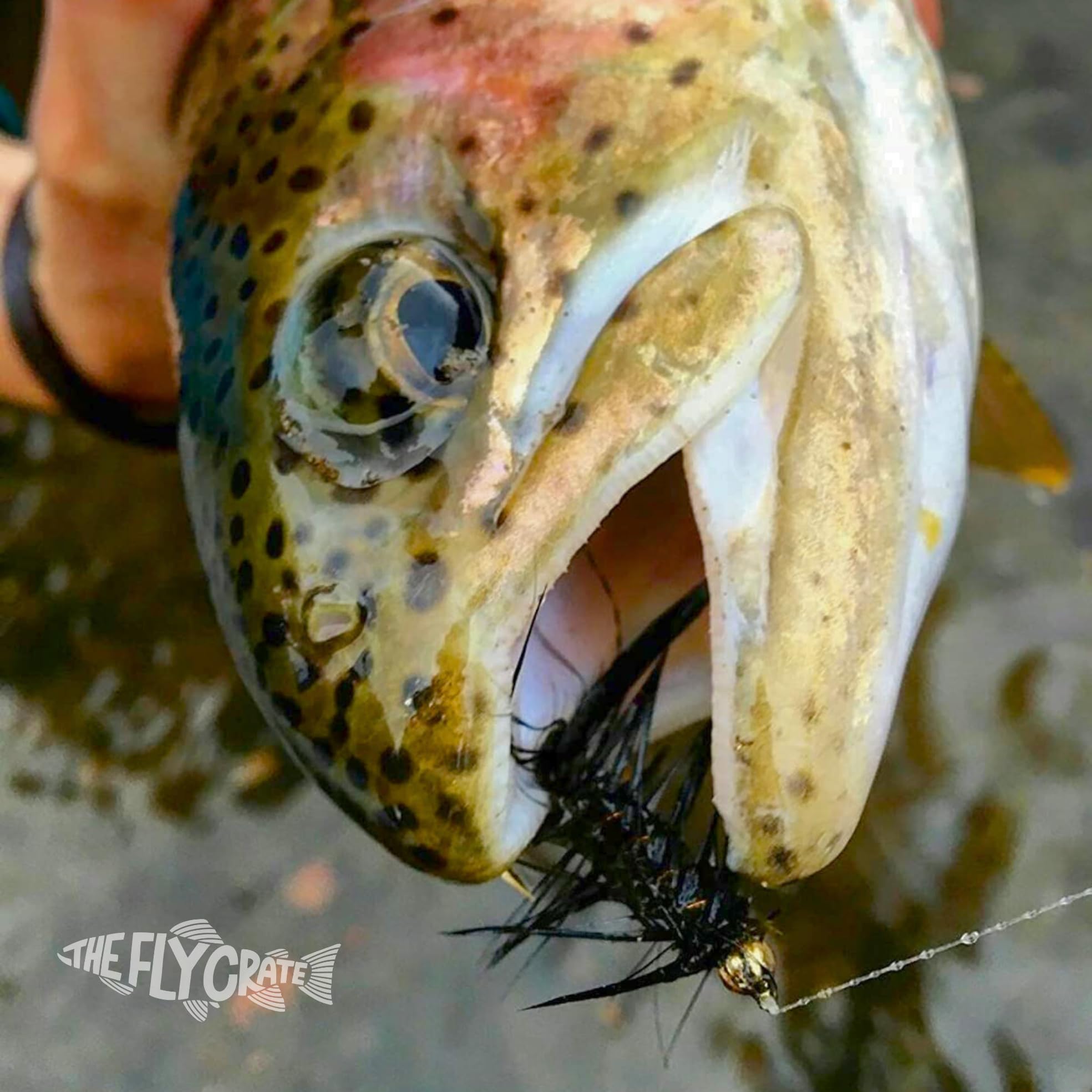 The Fly Crate Woolly Bugger Flies for Trout Fly Fishing Assortment - Size #6 Streamer Fly Fishing Flies (15 Pack - Size #6)