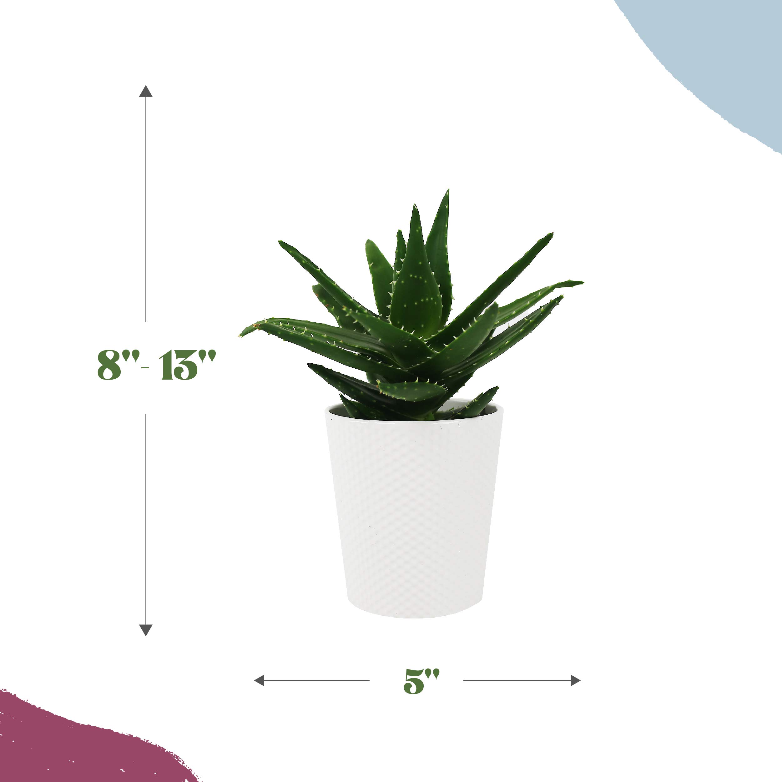 Plants & Blooms Shop Aloe Plant β Easy Care Live Plants, 5β Diameter, Textured White Dots Pot, Green