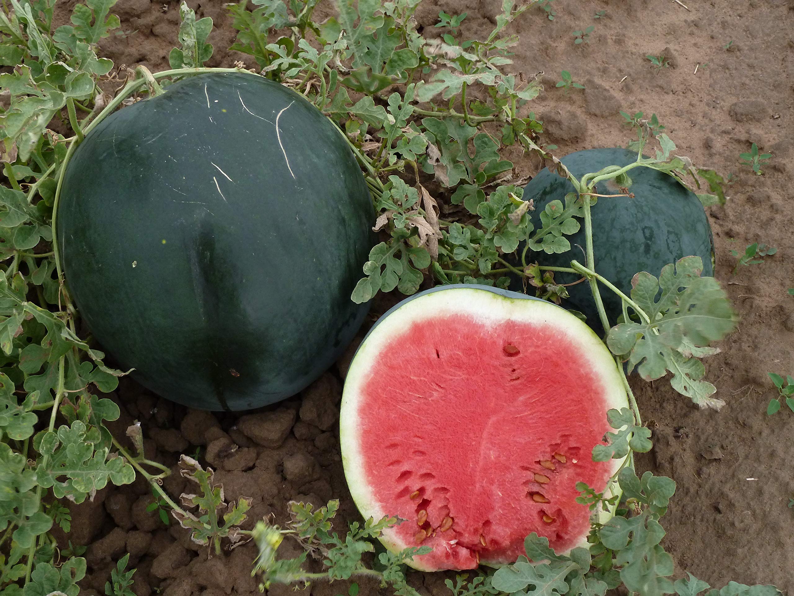 SeedsUP - 30+ Black Beauty Watermelon - Fruit seeds.