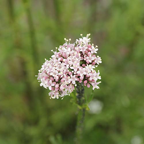 Valerian (Valeriana officinalis) Seeds - Pack of 75, Certified Organic, Non-GMO, Open Pollinated, Untreated Herb Seeds for Planting โ from USA