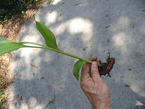 Turmeric (rhizome) Grow Your own,Grow Indoors or Outdoors - (1 Pound)