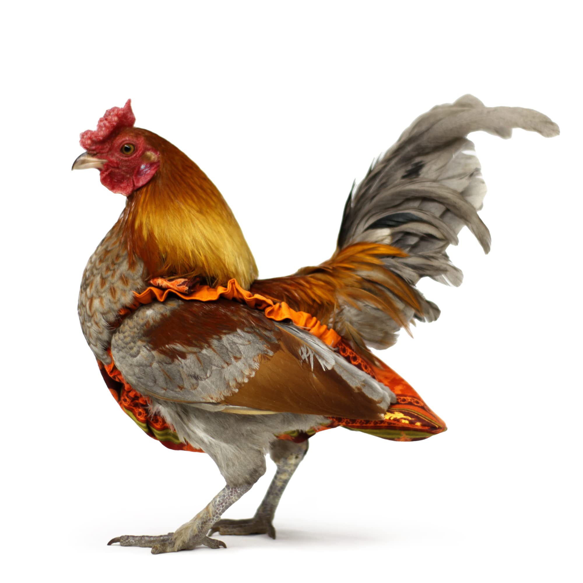 Washable Chicken Diapers for Hens or Roosters - Fashionable Nappy - Pet Chicken Diaper (Fall Bounty, Small)
