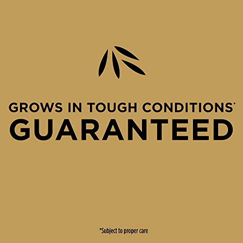 Scotts EZ Seed Patch and Repair Centipede Grass, 20 lb. - Combination Mulch, Seed, and Fertilizer - Tackifier Reduces Seed Wash-Away - Covers up to 445 sq. ft.