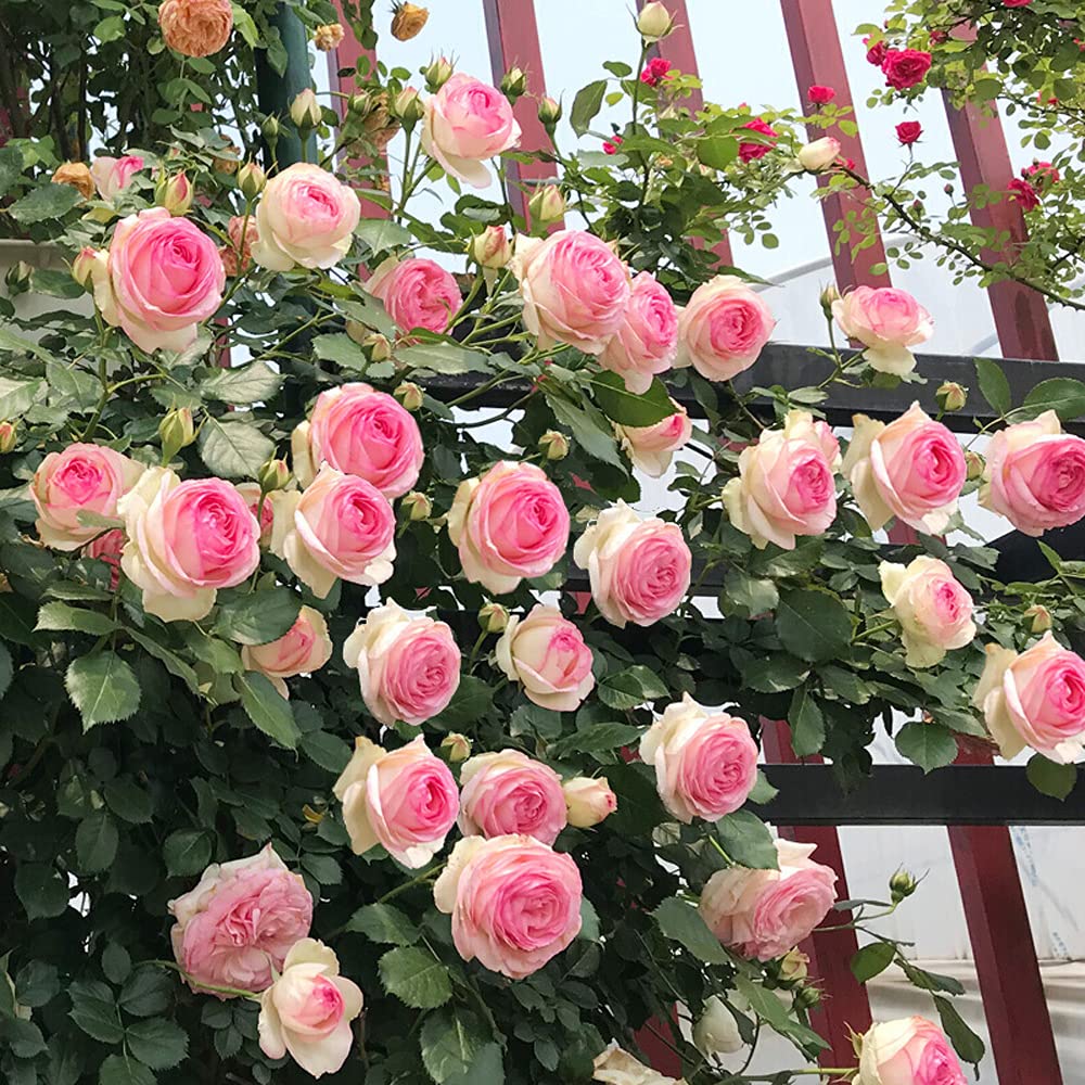 VAACNEE 100pcs Pink Climbing Rose Vine Seeds - Amazing Growth and Beautiful Roses