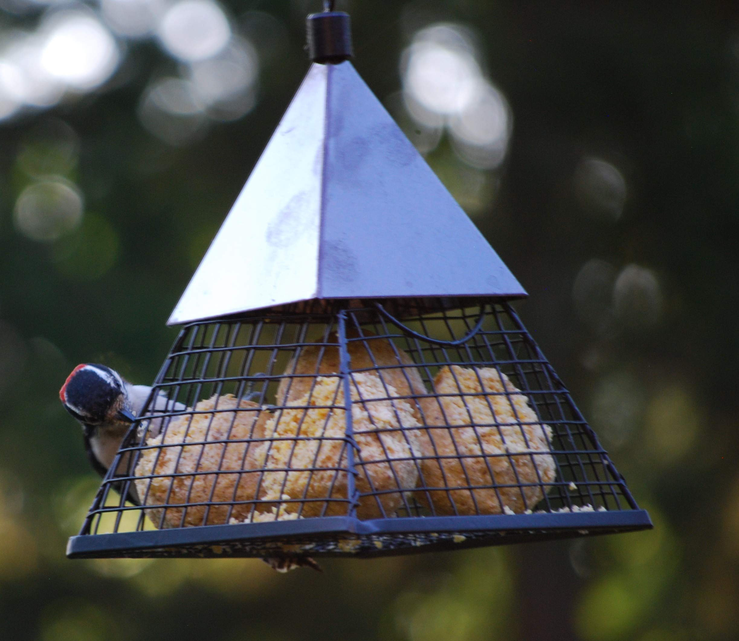 Wildlife Sciences Suet Balls 24 Pack, 6 Individually Wrapped Packs of 4 Bird Suet Balls (Peanut Blend)