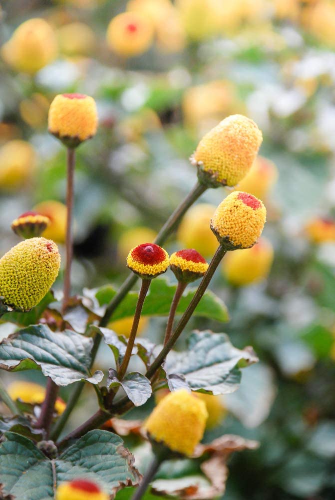 Toothache Plant Seeds to Grow - 150+ Seeds of This Exotic Wonder - Buzz Button Edible Flower Seeds