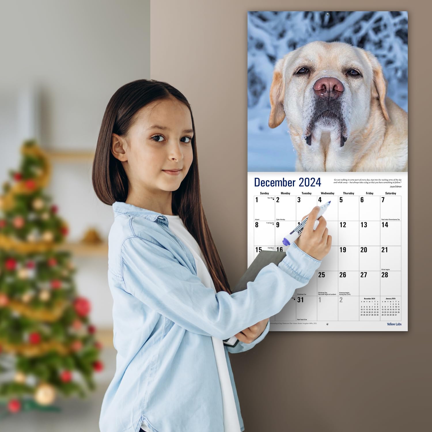 MICASA Yellow Labs 2024 Hangable Monthly Wall Calendar | 12" x 24" Open | Thick & Sturdy Paper | Giftable | Cute Dog | Golden Canine Perfection