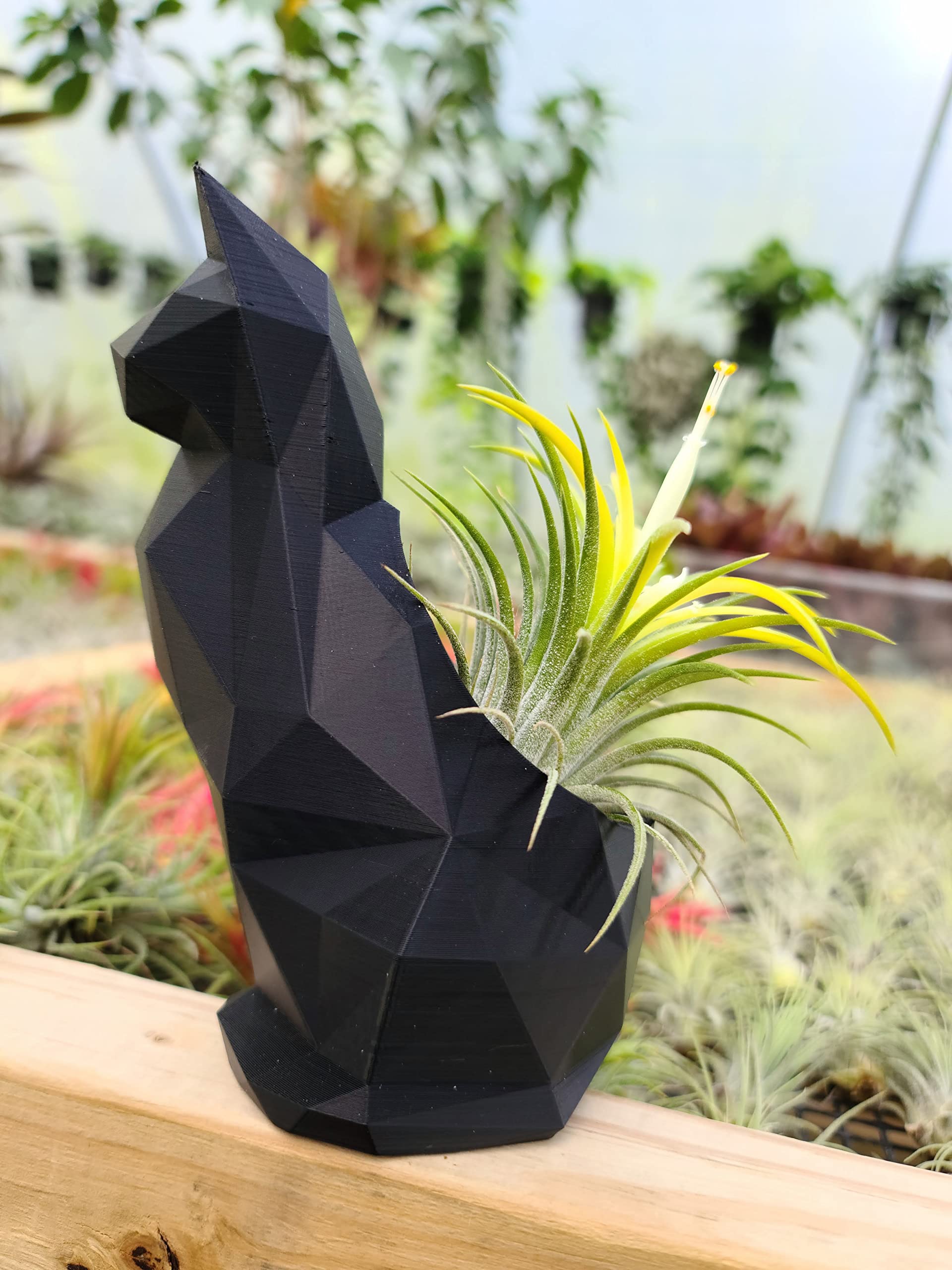 Live Air Plants - Ionantha Druid - 2 to 3 Inch Air Plant - Color & Form Varies by Season - 30 Day Guarantee on Tillandsia from The Drunken Gnome (One Size 2-3") (1)
