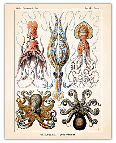 Vintage Octopus Wall Art Print - (11x14) Photo Unframed Make Great Room Wall Decor Gift Idea Under $15