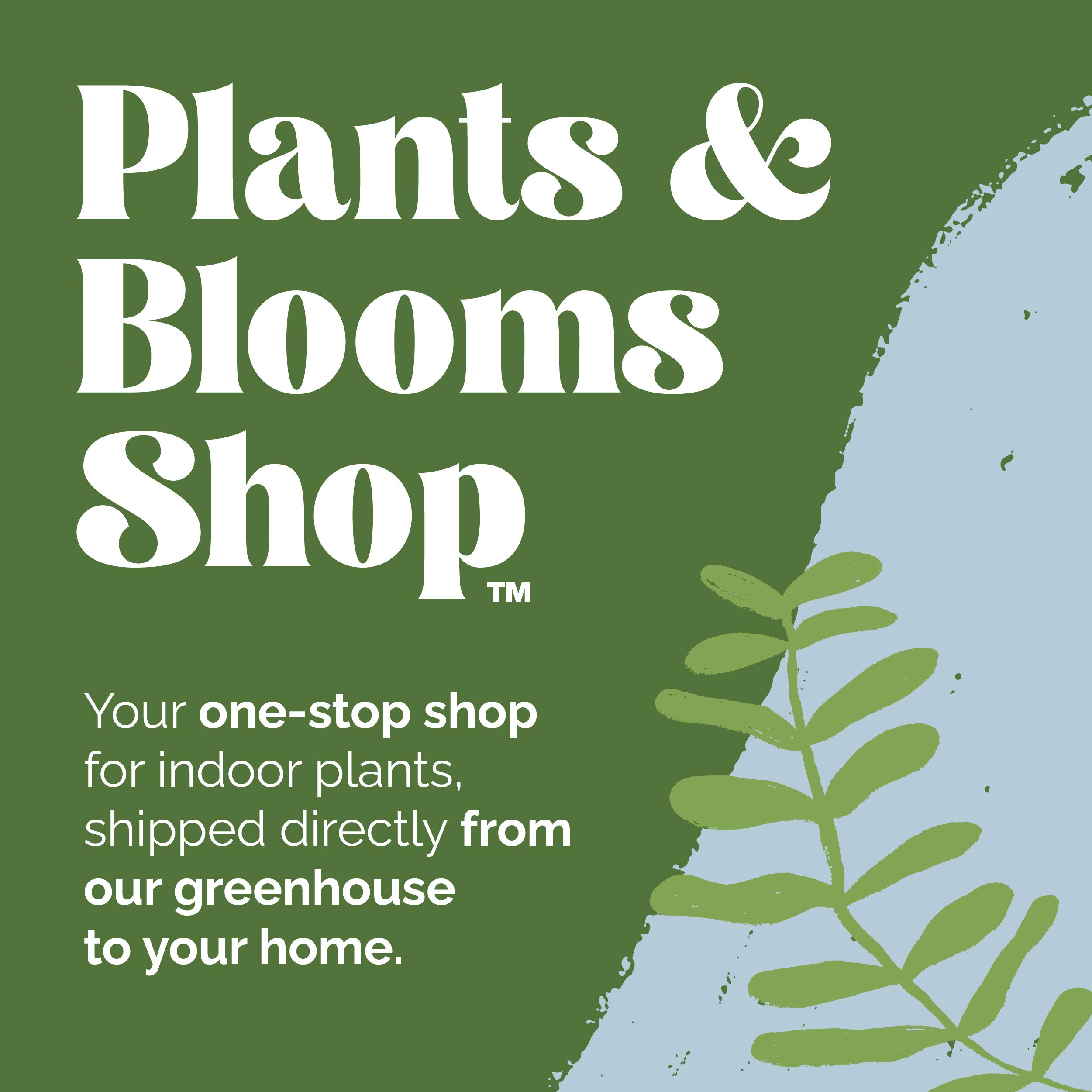 Plants & Blooms Shop Aloe Plant β Easy Care Live Plants, 5β Diameter, Textured White Dots Pot, Green