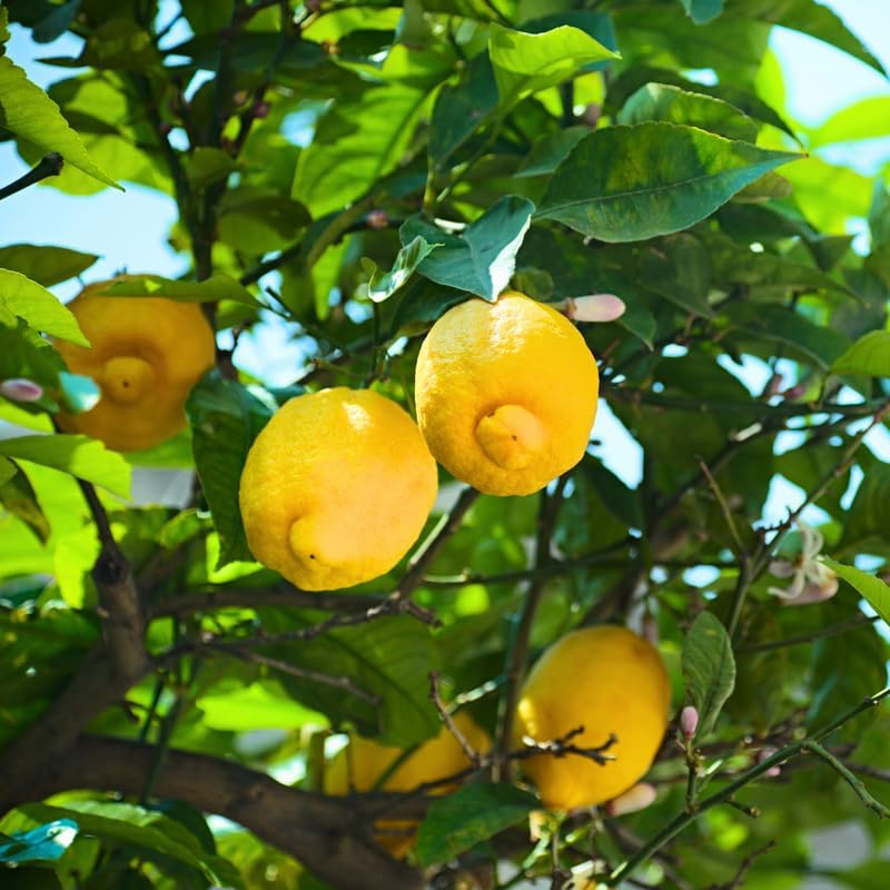 Meyer Lemon Tree, Dwarf Meyer Lemon Tree Live Plant, Lemon Tree 2 Inc Tall 4 Inch Pot for Growing