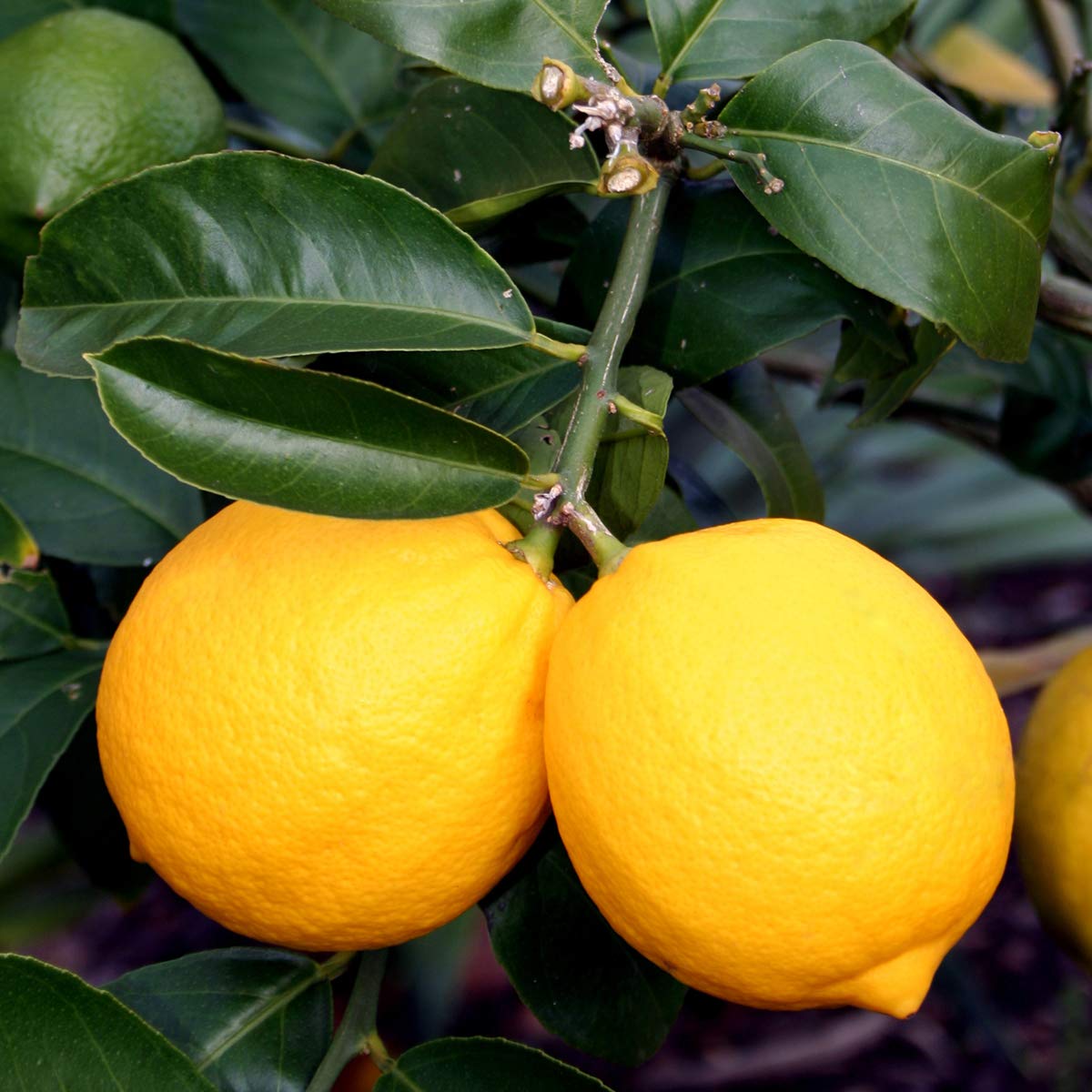 Meyer Lemon Trees Live Plant for Planting Outdoors, 4 Inches Pot, Well Rooted Meyer Lemon Tree Live, Large Sweet Fruits