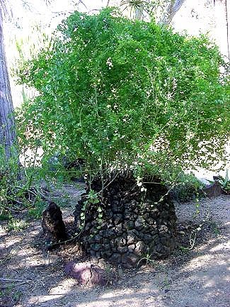 YoYoBoo DD 2016 New Available Dioscorea Elephantipes Imported Elephant's Foot Yam Seeds