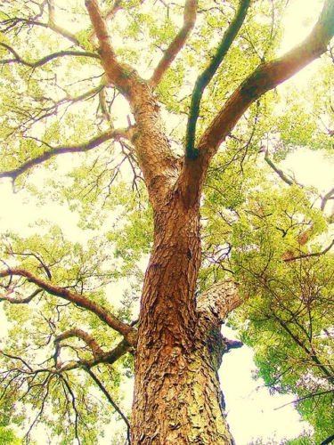 Swietenia Mahagoni, HARDWOOD Mahogany tree bonsai rare hard wood seed 50 seeds