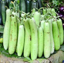 Semi Freschi - Opo - Zucca Extra Lunga Bottiglia - 5 Semi - Verdure