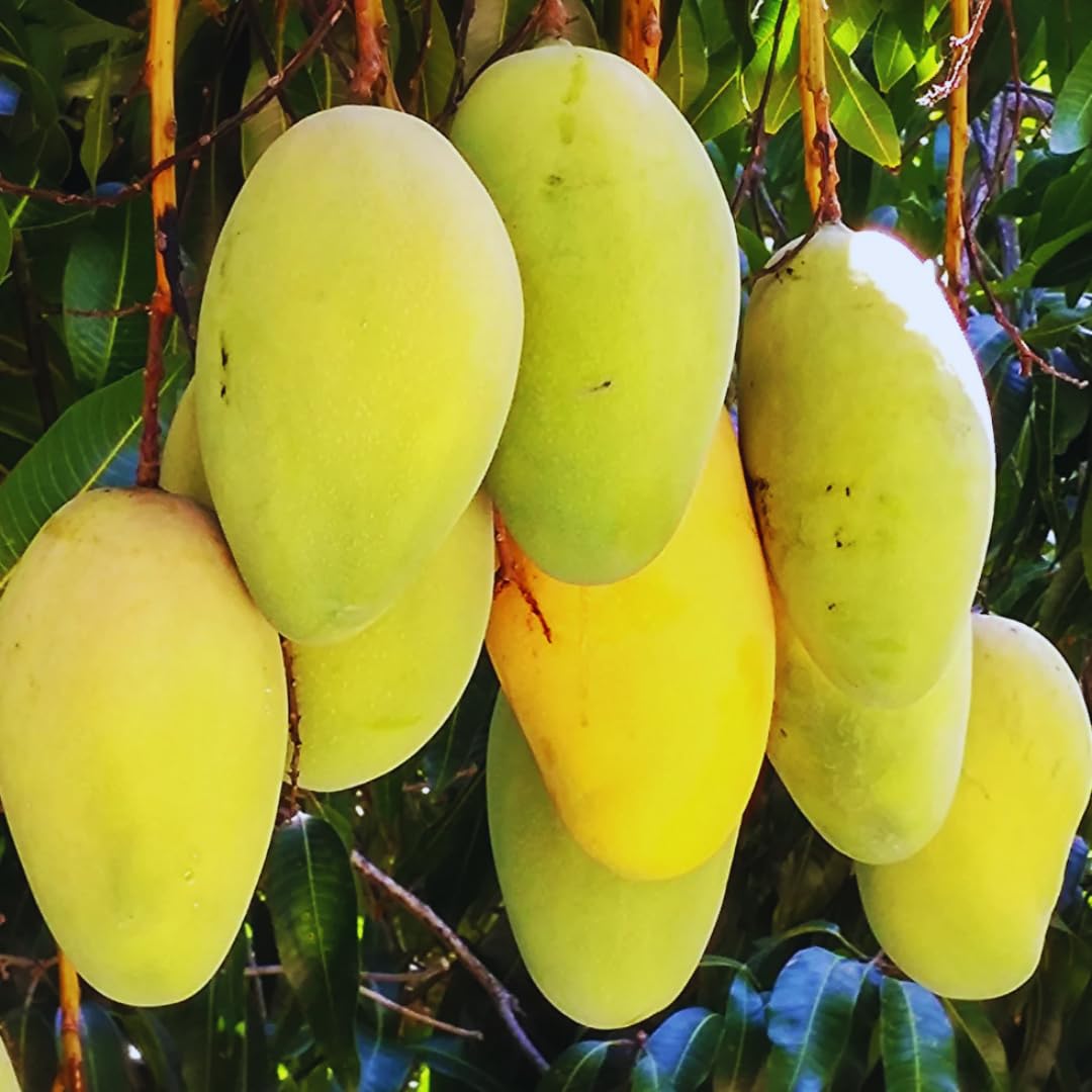 Live Mango Tree Plant Live, Mango Live Tropical Fruit Tree 10β-18β in Pot, Seeding Mango Live Plant