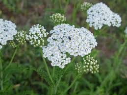 White Yarrow Western Flower Seeds for Planting, 1500+ Seeds Per Packet, (Isla's Garden Seeds), Non GMO & Heirloom Seeds, Botanical Name: Achillea millefolium, Great Home Garden Gift