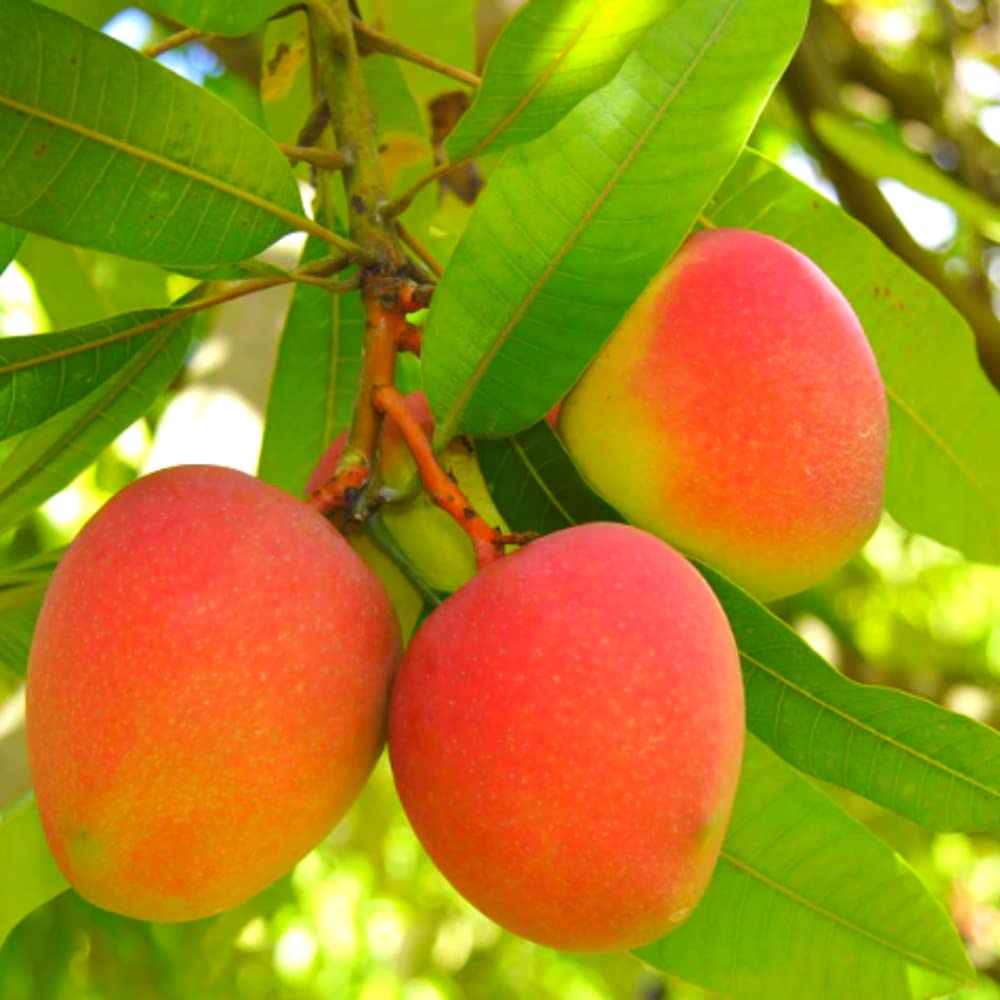 Mango Tree Plant Live for Planting, Sweet Fruit, 8Inc to 12Inc in Tall