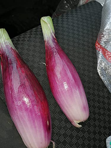 RAISE ME UP: Seeds Red Banana Shallot Onion Non GMO Heirloom