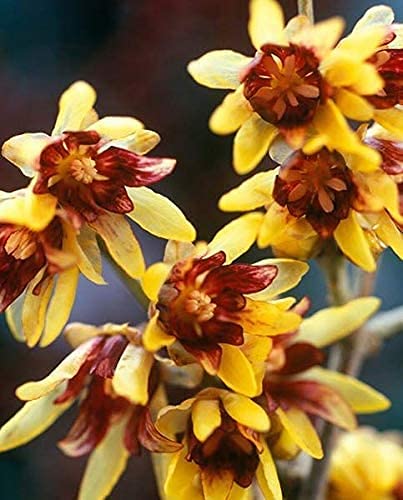 Wintersweet Tree Seeds - 30 Seeds to Plant - Chimonanthus praecox - Ships from Iowa, USA