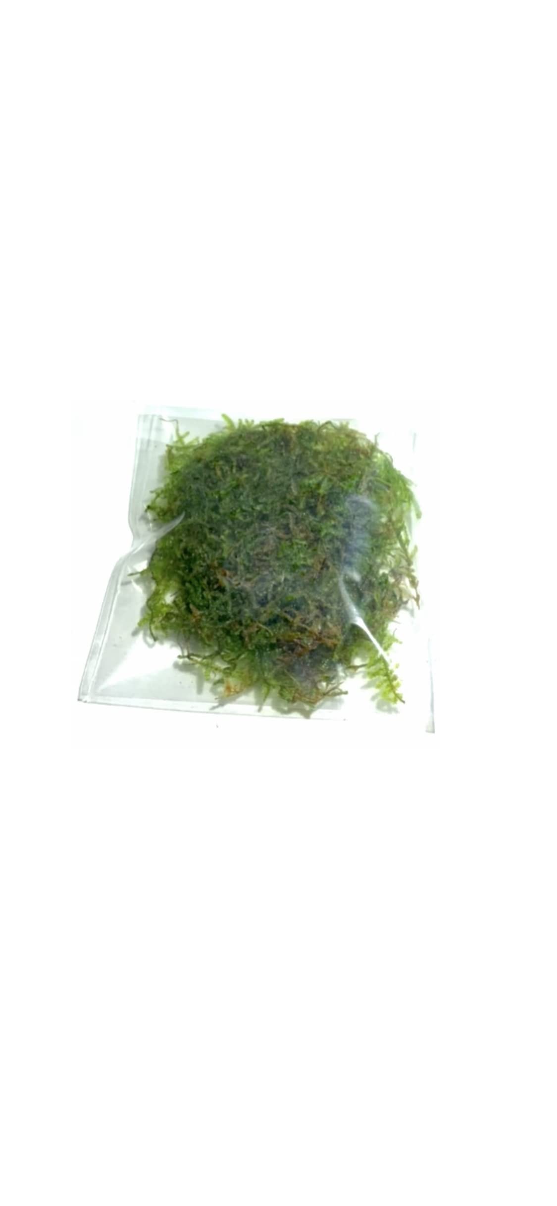 Marcus Fish Tanks - 3X Christmas Moss Vesicularia Montagne Live Freshwater Aquarium Plants Xmas Moss