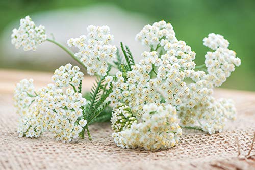 White Yarrow Western Flower Seeds for Planting, 1500+ Seeds Per Packet, (Isla's Garden Seeds), Non GMO & Heirloom Seeds, Botanical Name: Achillea millefolium, Great Home Garden Gift