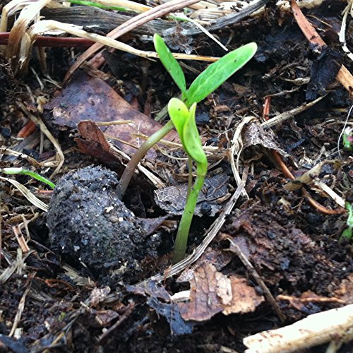US Native Wildflower Seed Balls for Pollinators (50 Pack). Regional Wildflower Mix Seed Balls for Guerrilla Gardening (Northeast)