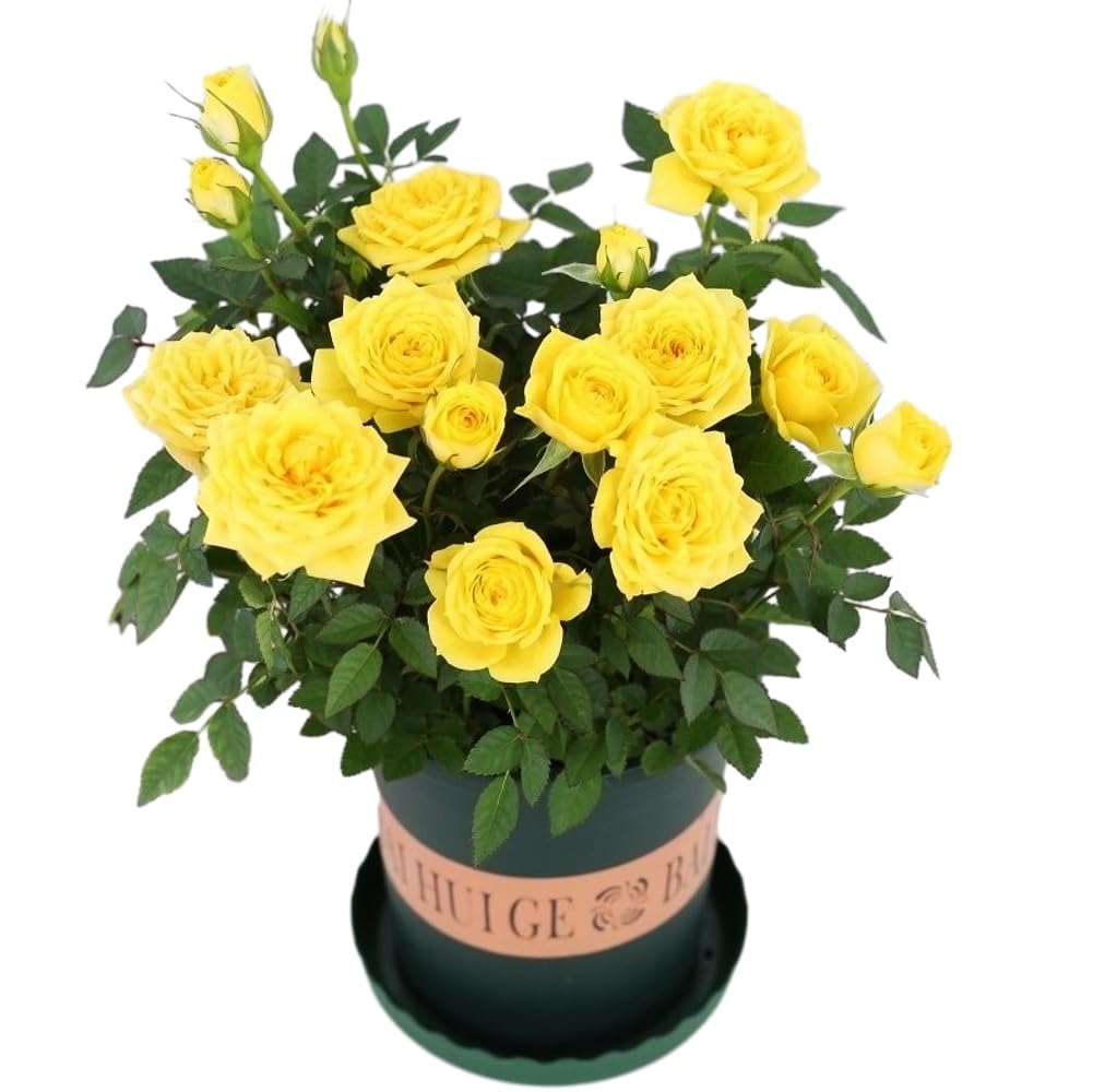 WSIRUYI 2 Live Yellow Rose Plants (Rosa) - 5-7 Inch Tall, Perfect for Yard & Home Garden Decoration - Fast Growing, Low Maintenance