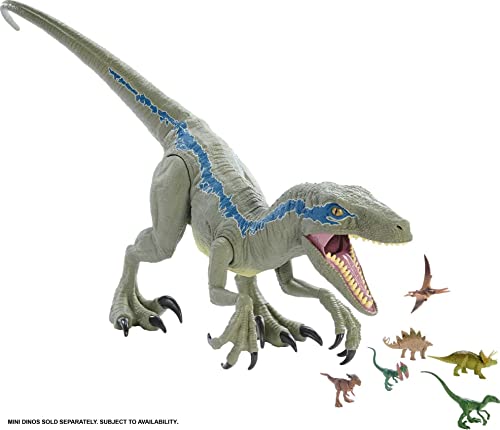 Mattel Jurassic World Super Colossal Velociraptor Blue Dinosaur Action Figure Toy, 3.5-ft Long with Eating Feature (Amazon Exclusive)