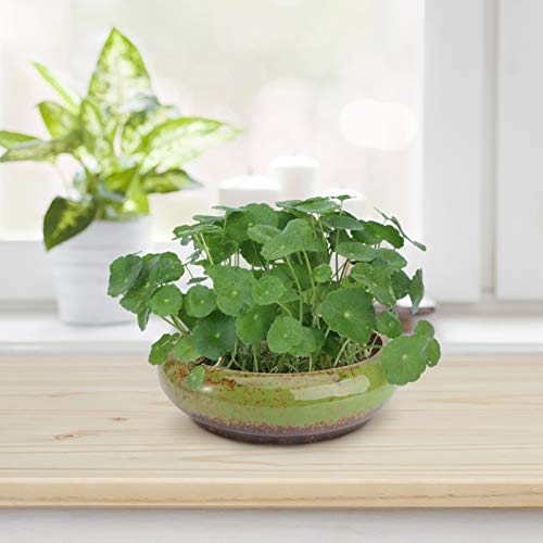 Succulent Pot, 18cm Ceramic Flower Pot with Drain Hole Round Glazed Planter, Hydroponic Gardening Pot Bonsai Pots for Cactus, (Green)