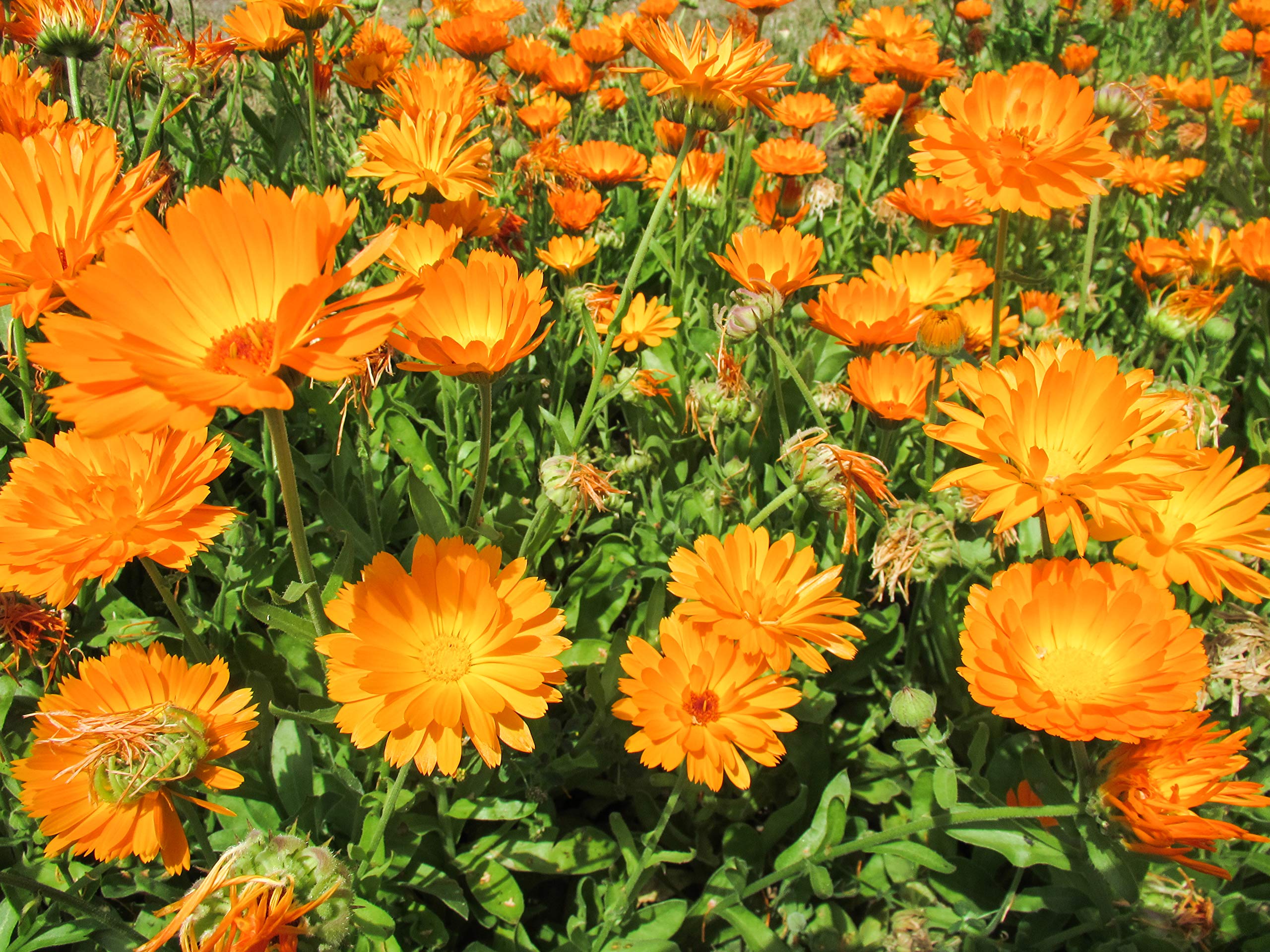 Starwest Botanicals Organic Calendula Flowers Whole, 1 Pound Bulk Resealable Bag Herbal Tea (Calendula Officinalis)