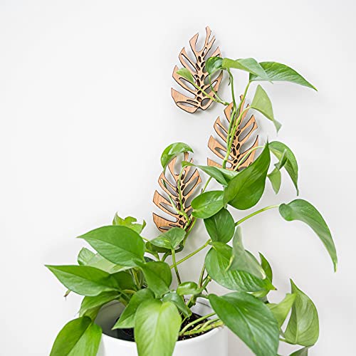 Treleaf Monstrella Wall Clips for Climbing Plants – Wooden trellis- Create green wall with your houseplant vines, home decor perfect for pothos, self-adhesive fixture(Set of 3)