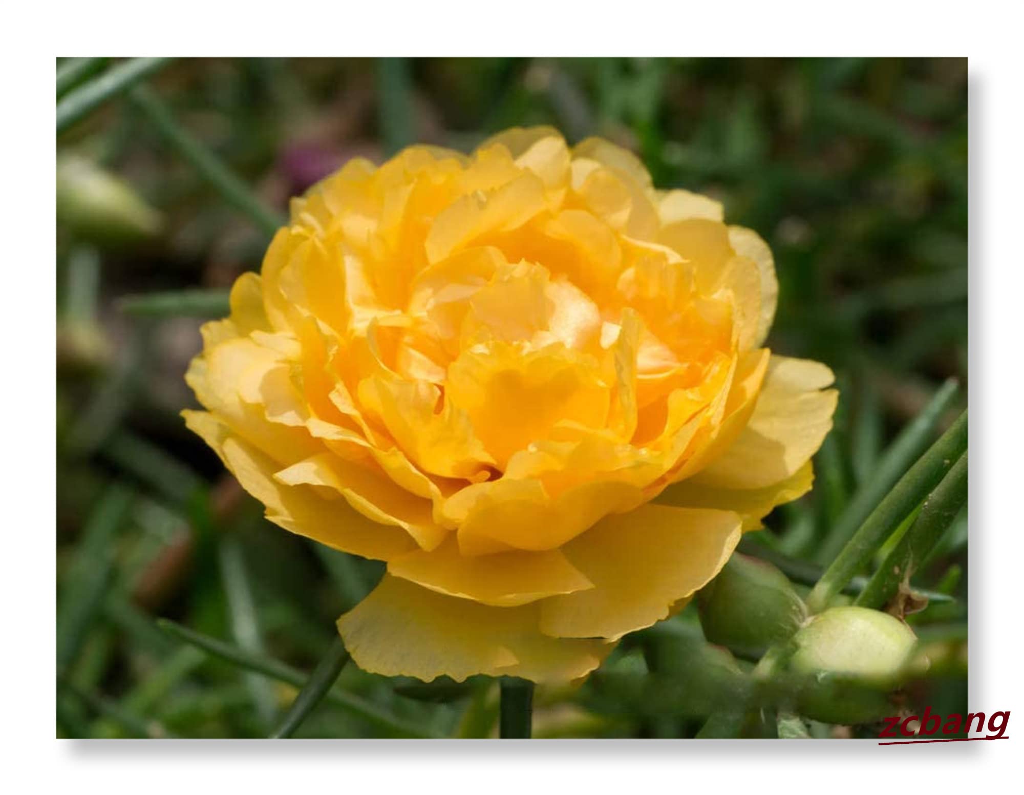 zcbang Moss Rose (Portulaca Grandiflora) Mixed Colors 2000+ Fresh Seeds