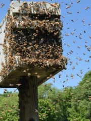 Swarm Rustler - Premium Swarm Lure - 2oz. Bottle for catching Honey Bee Swarms All Natural Swarm Lure