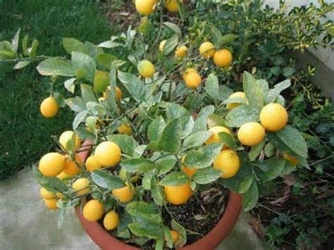 MITRAEE 100 Dwarf Meyer Lemon Tree Seeds