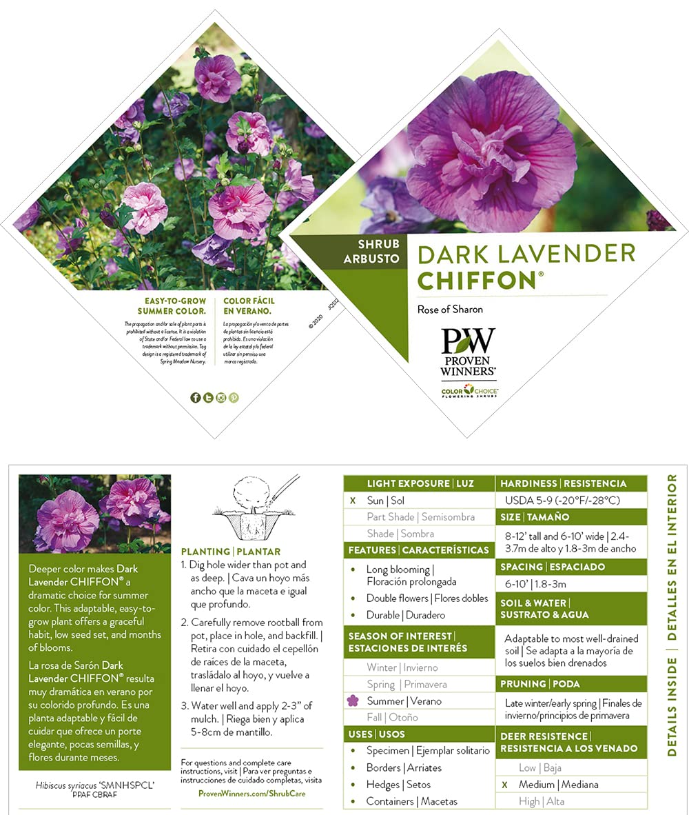 Proven Winner Chiffon Hibiscus, 2 Gal, Dark Lavender Flowers