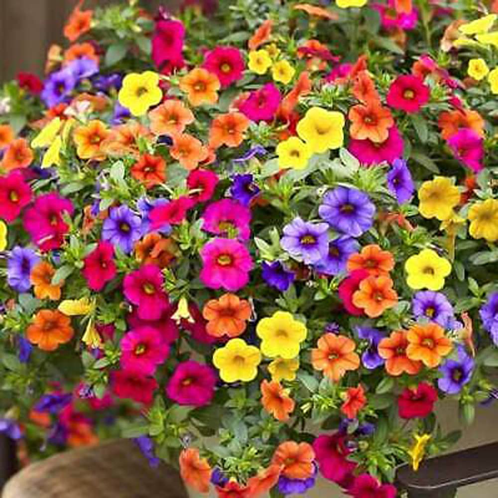 VAACNEE Hanging Petunia Seeds Mixed Color Bright Flowers Perennial 300 Seeds