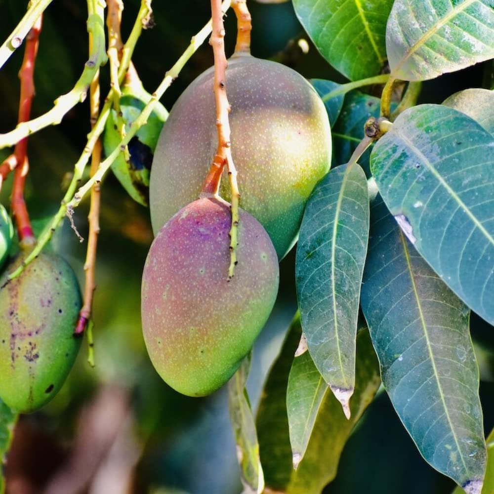 Mango Tree Plant Live for Planting, Sweet Fruit, 8Inc to 12Inc in Tall