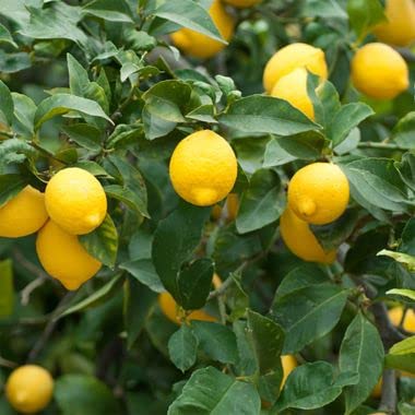 Meyer Lemon Trees Live Plant for Planting Outdoors, 4 Inches Pot, Well Rooted Meyer Lemon Tree Live, Large Sweet Fruits