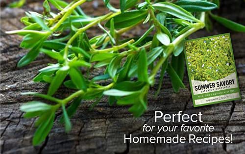Summer Savory Seeds for Planting is A Heirloom, Non-GMO Herb Variety- Satureja Hortensis Herb Seeds Great for Indoor, Outdoor, Hydroponic Gardening by Gardeners Basics
