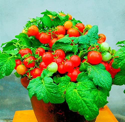 VAACNEE 100 Seeds Indoor Cherry Tomato Dwarf Red and Yellow Tomato Rare Vegetable Heirloom Seeds