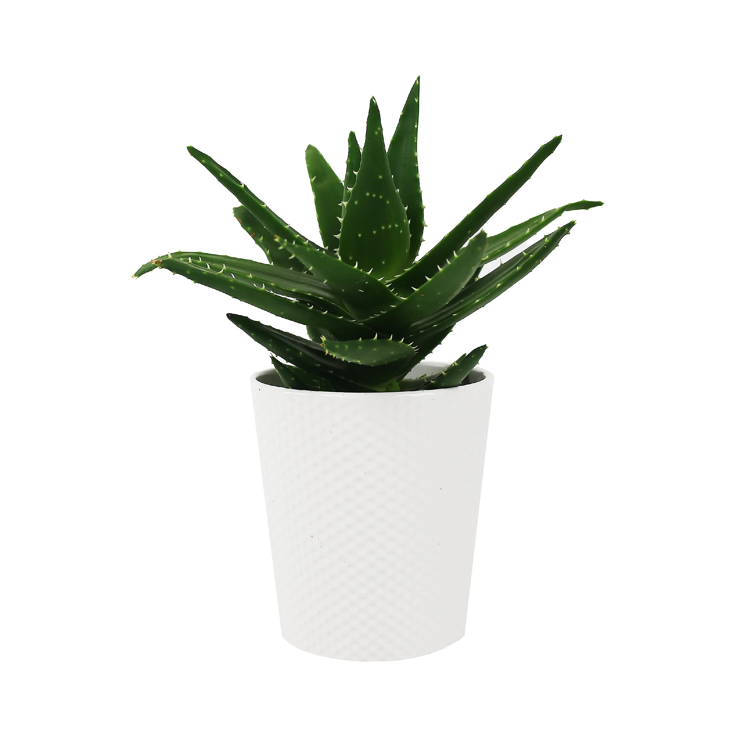 Plants & Blooms Shop Aloe Plant β Easy Care Live Plants, 5β Diameter, Textured White Dots Pot, Green