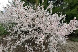 Votaniki Starter Plant Fruiting Red Nanking Cherry Trees Live Plants - Dwarf Cherry Tree Tart Cherry Fruit Tree Bush Cherry Plants Live Dwarf Fruit Trees - Live Fruit Plants Cherry for Planting
