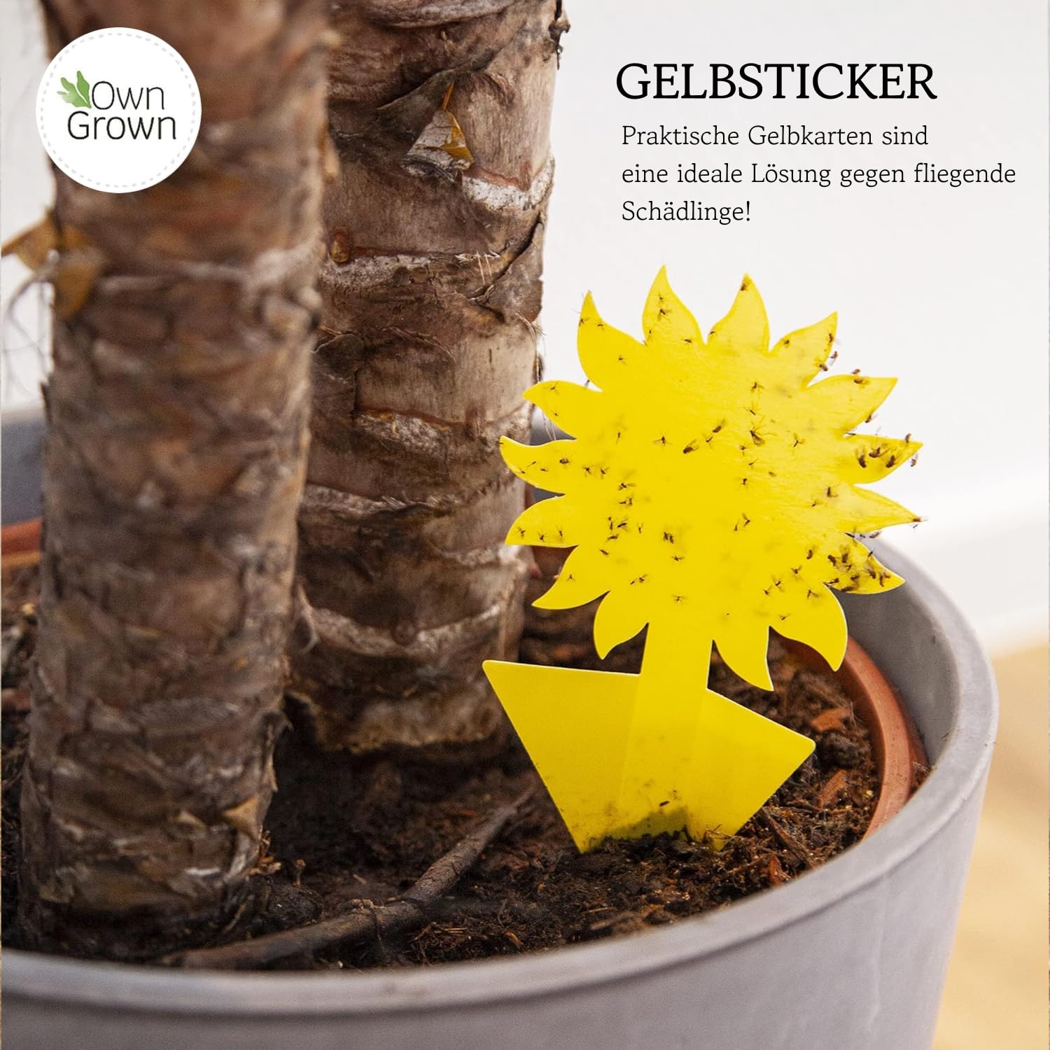 Yellow Sticky Traps for Gnats: 60x Sticky Fly Traps for Indoors โ Gnat Traps for House Indoor Plants โ Fruit Fly Trap OwnGrown