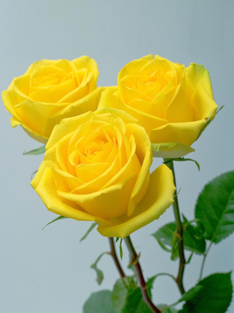WSIRUYI 2 Live Yellow Rose Plants (Rosa) - 5-7 Inch Tall, Perfect for Yard & Home Garden Decoration - Fast Growing, Low Maintenance