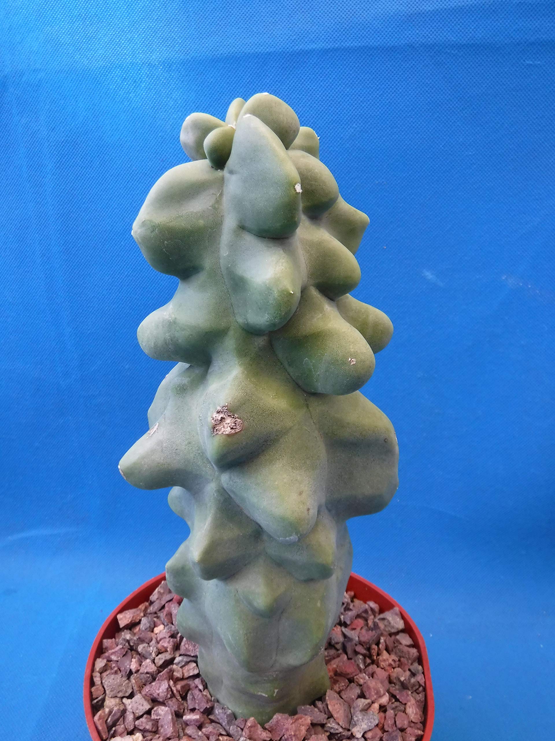 Tucson Tools Redeo 6" to 12" Tall Totem Pole Cactus (Shipped Bare Root-NO Pot!) Spineless! Very Unusual!