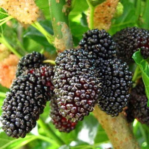 Mulberry "Dwarf Everbearing" Price includes Four (4) Plants