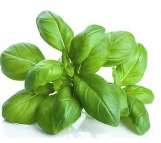 Sweet Basil Seed Pods (3) for HydroGarden