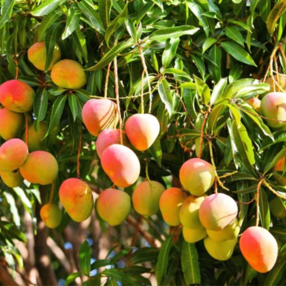 Mango Tree Plant Live for Planting, Sweet Fruit, 8Inc to 12Inc in Tall