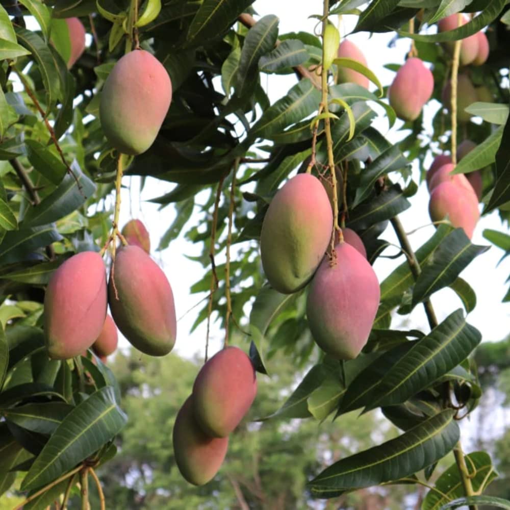 Mango Tree Plant Live for Planting, Sweet Fruit, 8Inc to 12Inc in Tall